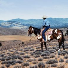 Horses - The Gallery of Artist, Michael G Booth